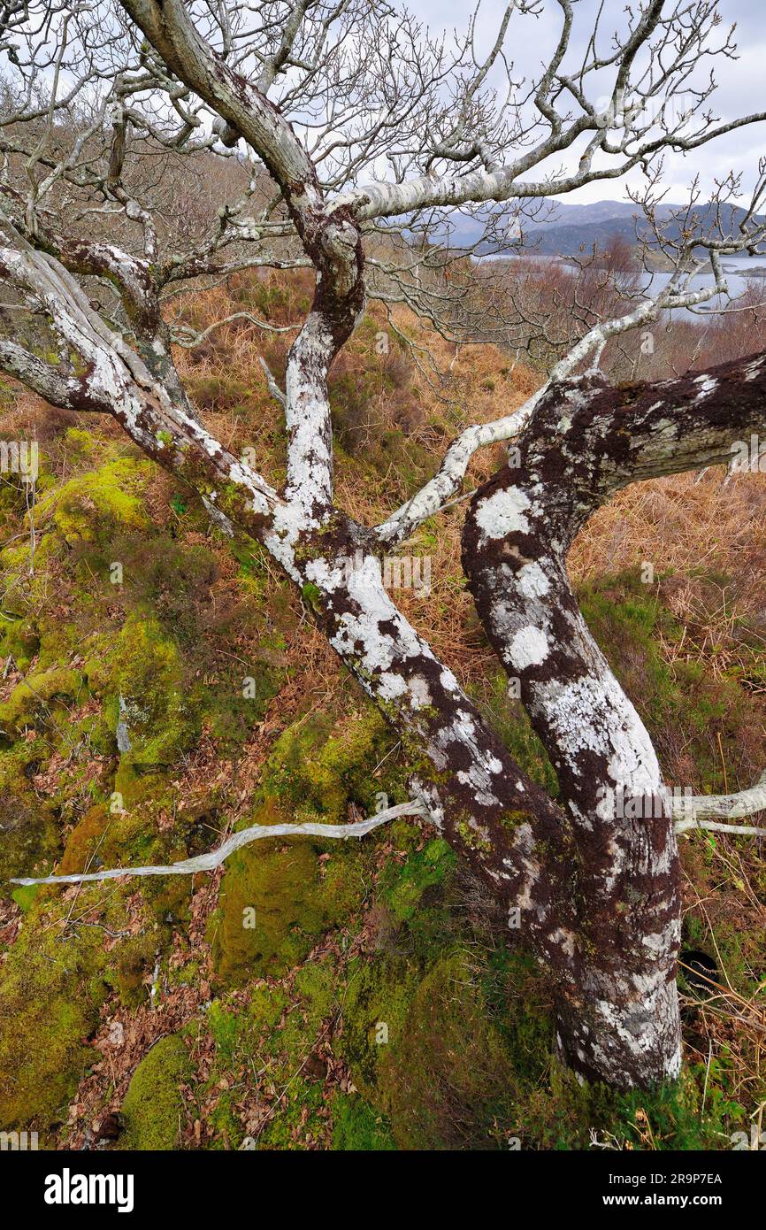 Sessile oak (Quercus petraea) with bark covered in lichens and mosses ...