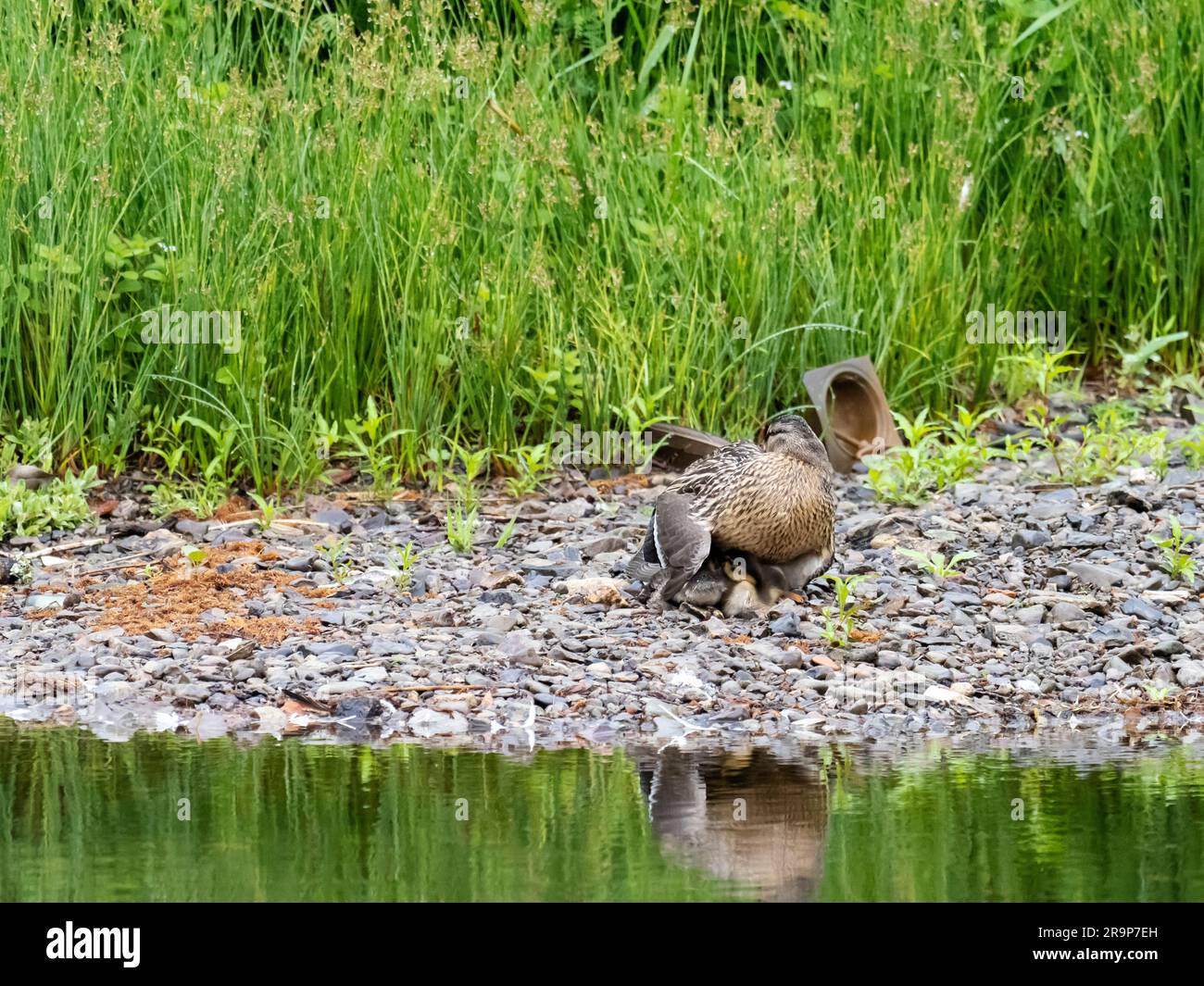 A female Mallard with a brood of ducklings shelteribng under her wings ...