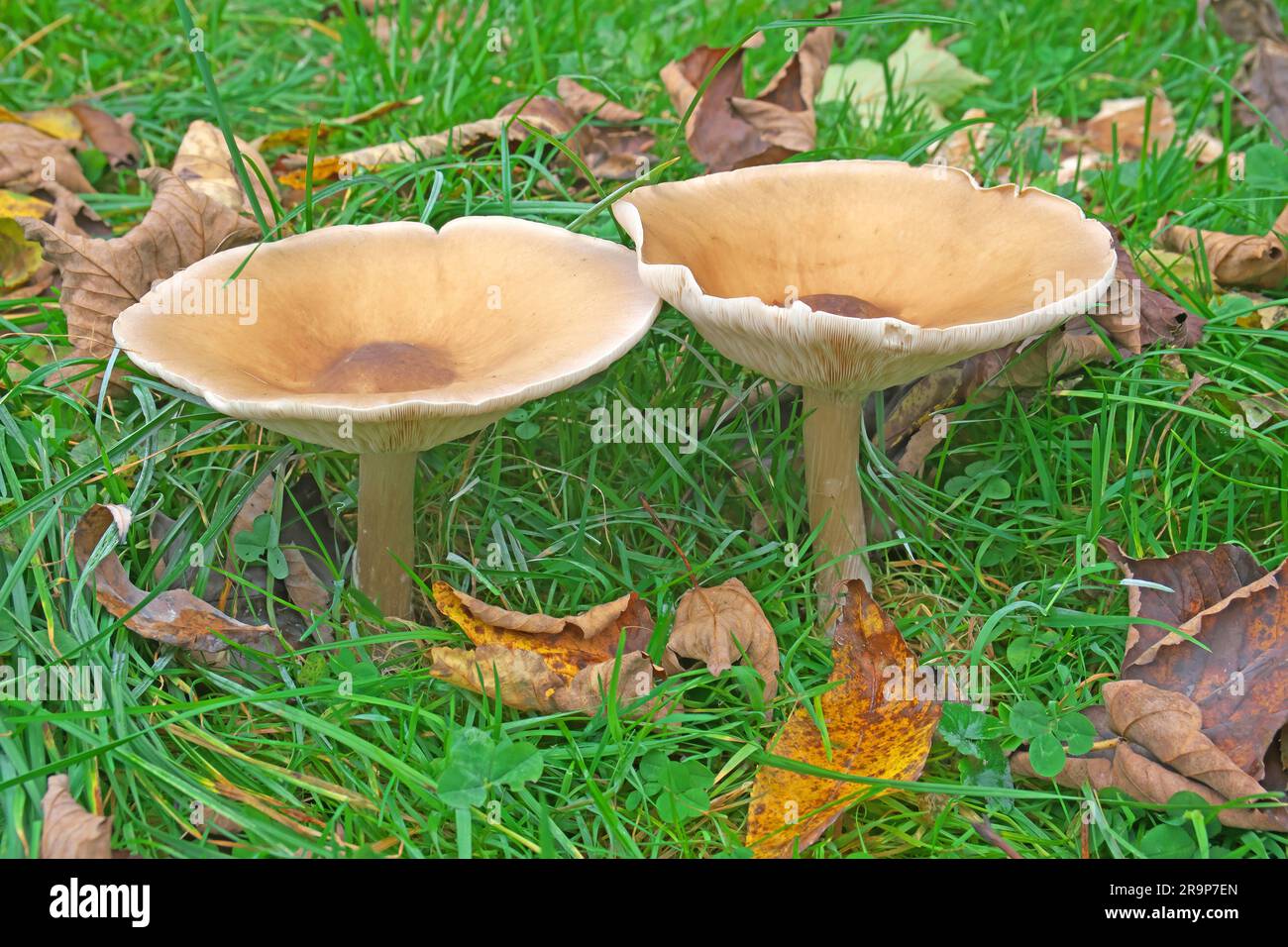 Trooping Funnel (Clitocybe geotropa). Mushrooms with a cap over 20 cm ...