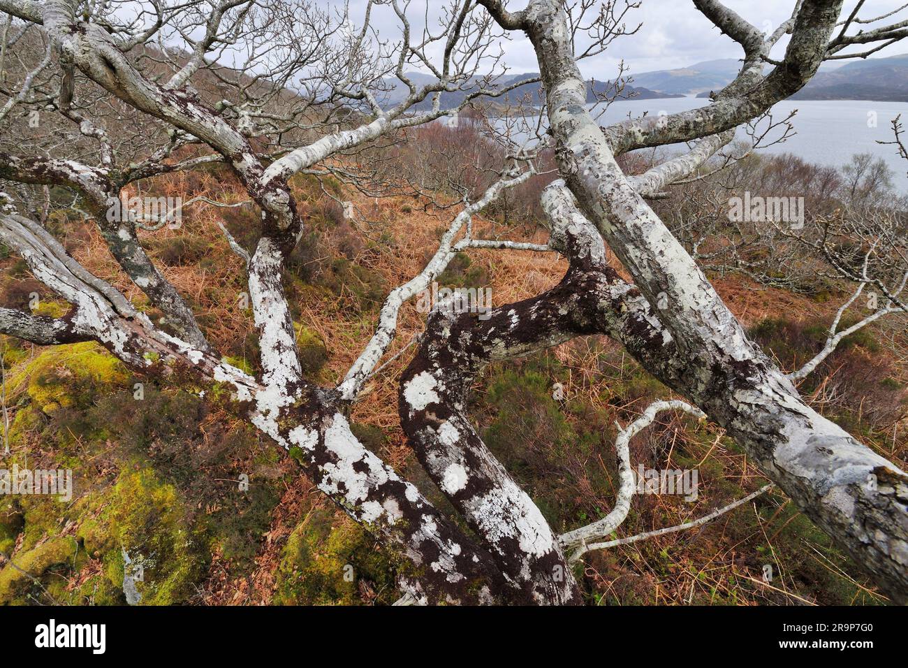 Oak woods scotland hi-res stock photography and images - Alamy