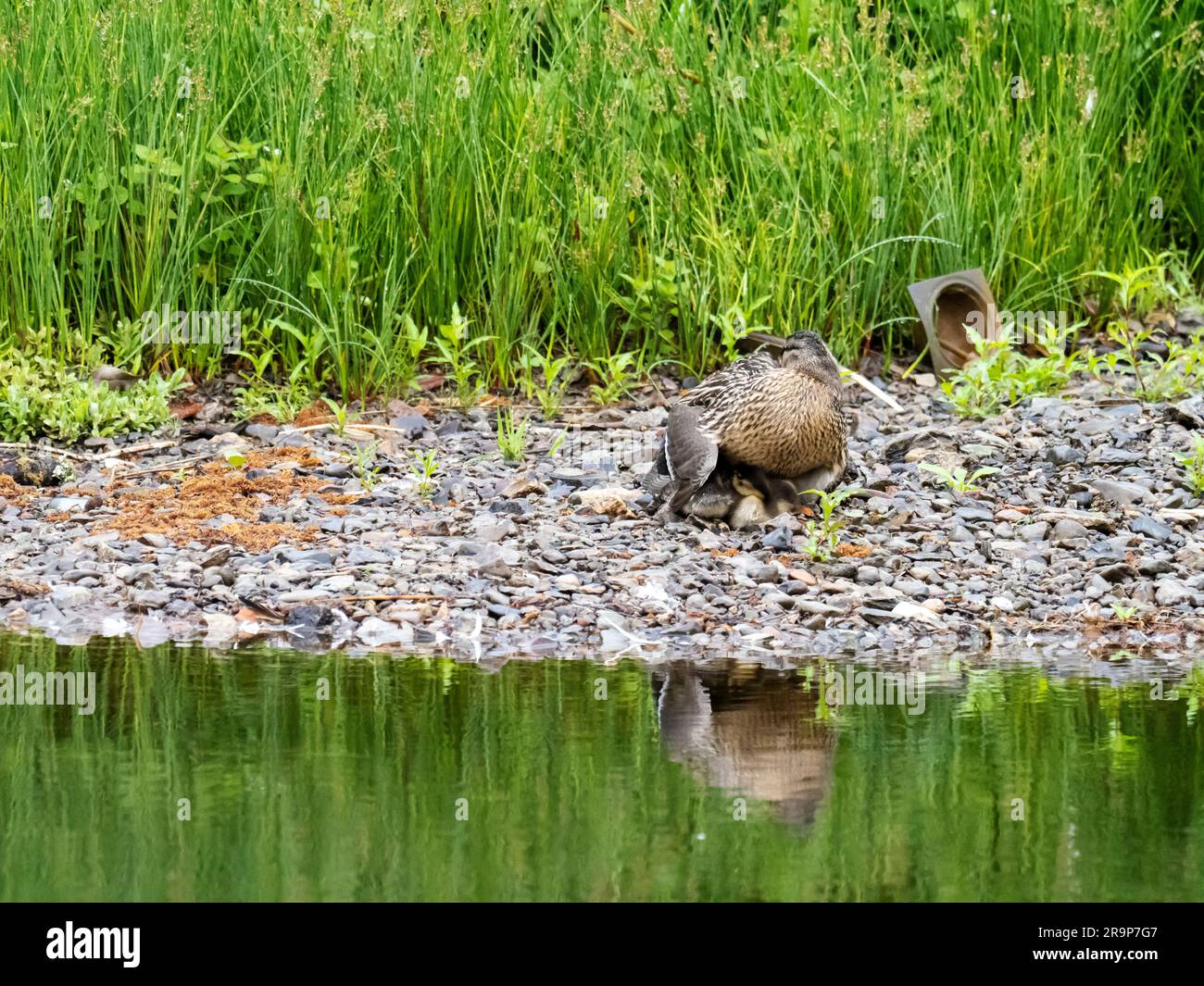 A female Mallard with a brood of ducklings shelteribng under her wings ...