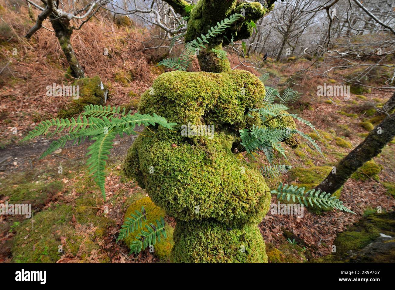 Oak woods scotland hi-res stock photography and images - Alamy