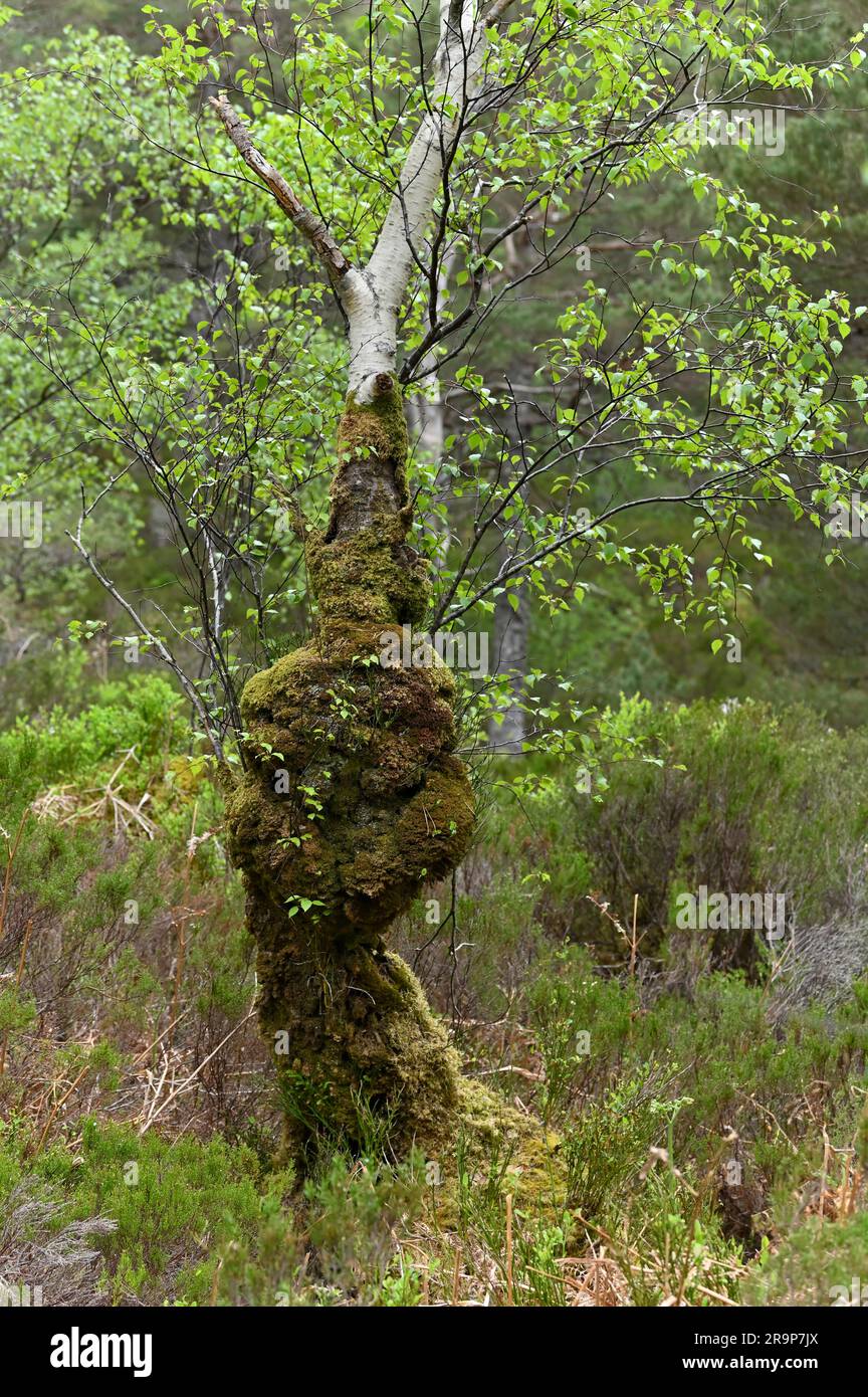 Sliver Birch (Betula pendula) tree with burs at that base that is ...