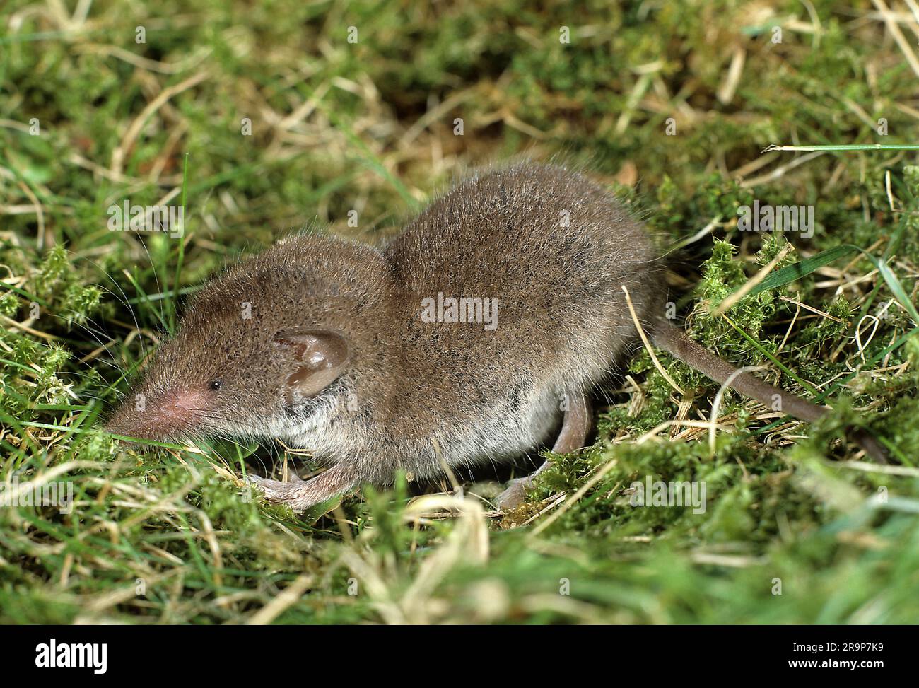 Lesser White-toothed Shrew (Crocidura suaveolens) on moss. Germany ...