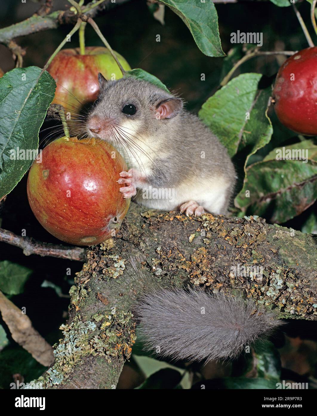 Dormouse fruit hi-res stock photography and images - Alamy