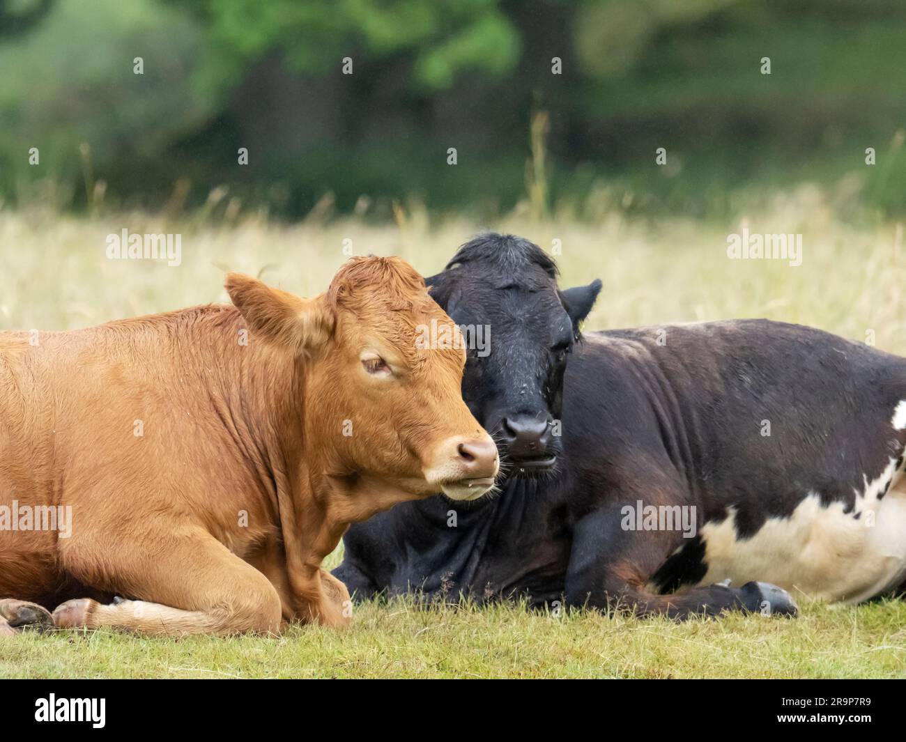 Cows lying down and chewing the cud in Ambleside, Lake District, UK ...