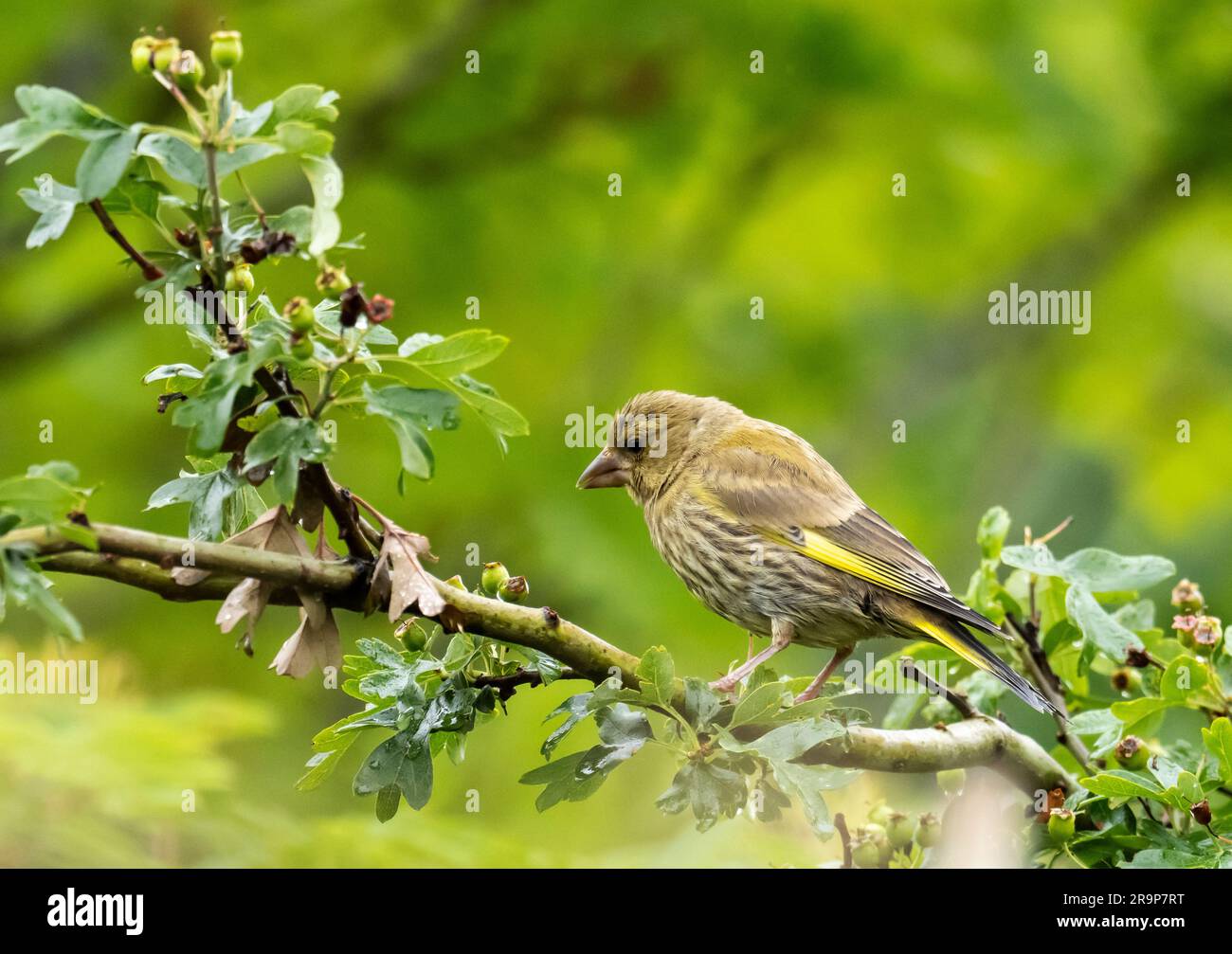 A young Greenfinch, Chloris chloris, in Ambleside, Lake District, UK ...