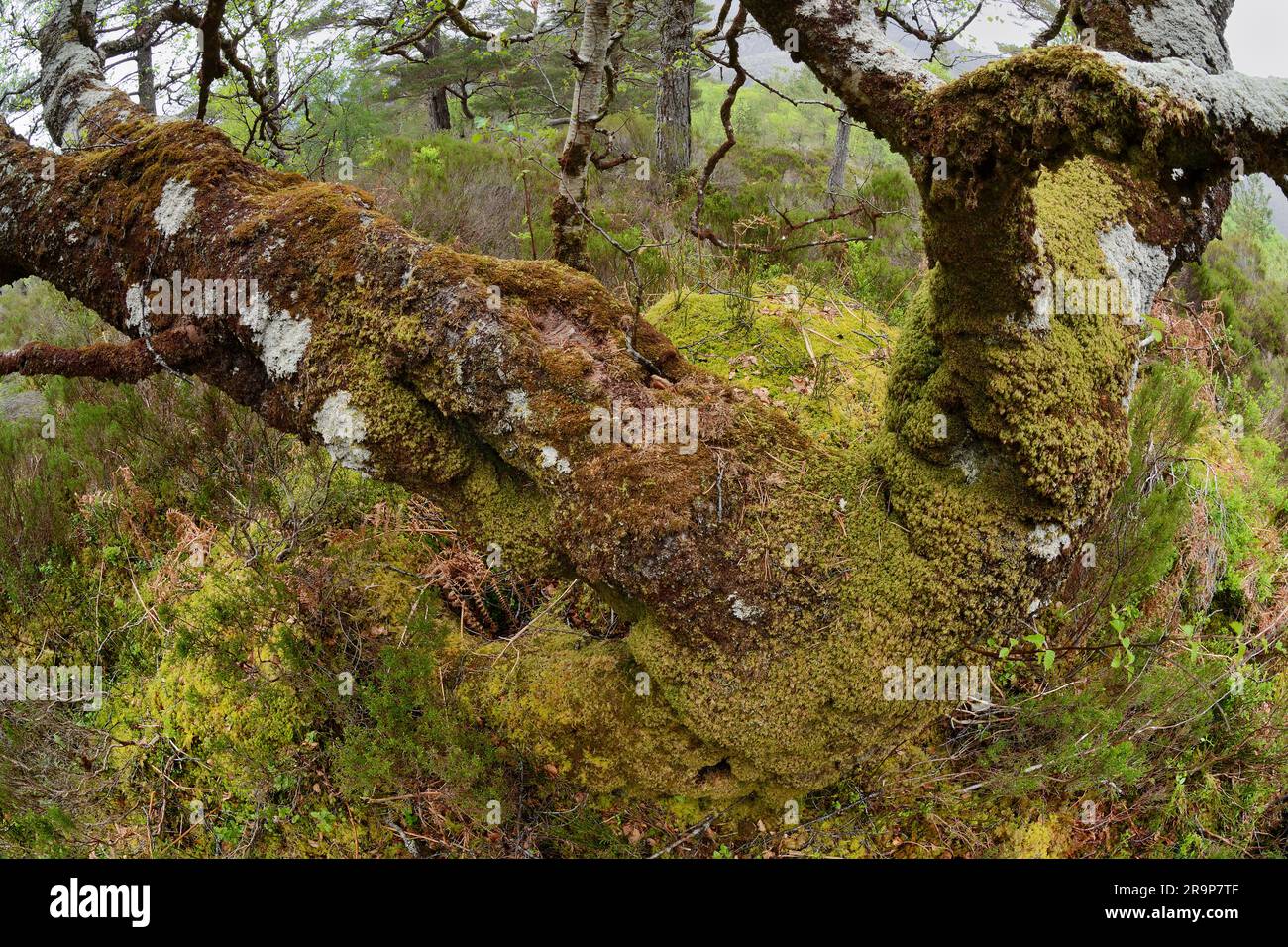 Moss covered silver birch tree hi-res stock photography and images - Alamy