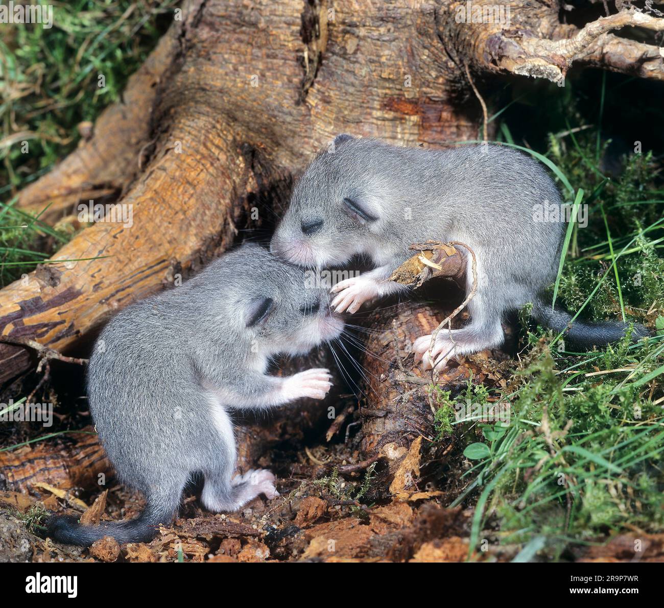 Dormouse (Glis glis). two babies at the base of a tree. Germany Stock ...