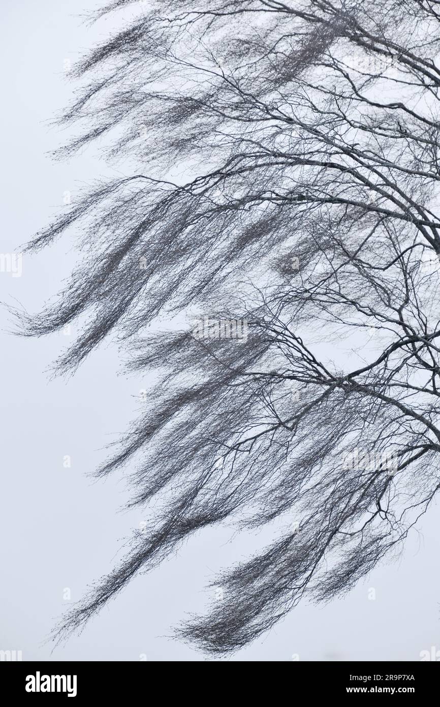 Silver Birch (Betula pendula) fine twigs and branches of a tree in ...