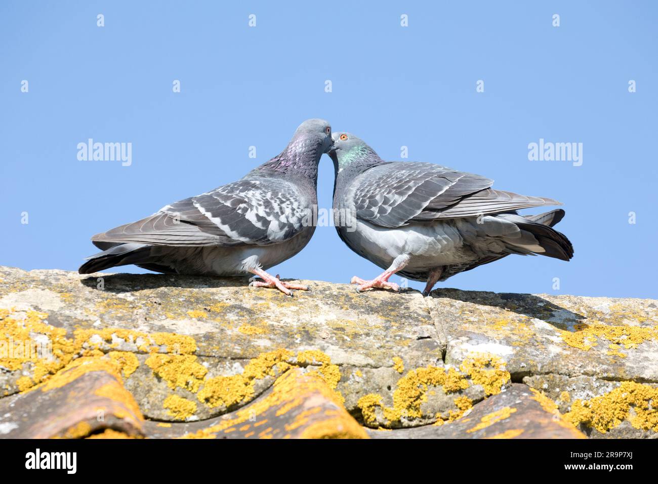 Two stock doves hi-res stock photography and images - Alamy