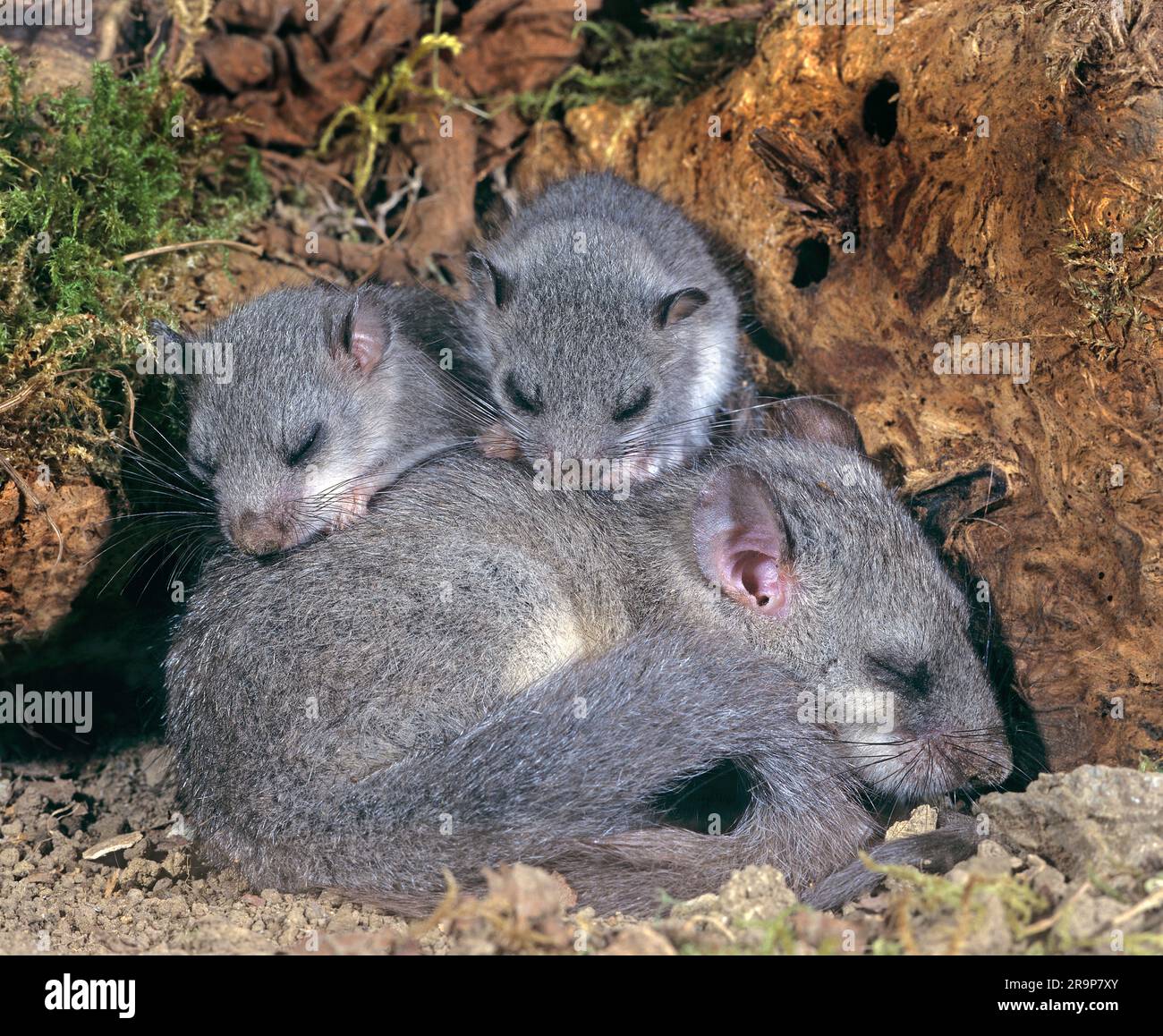 Dormouse (Glis glis). Mother and two babies sleeping in a hollow tree ...