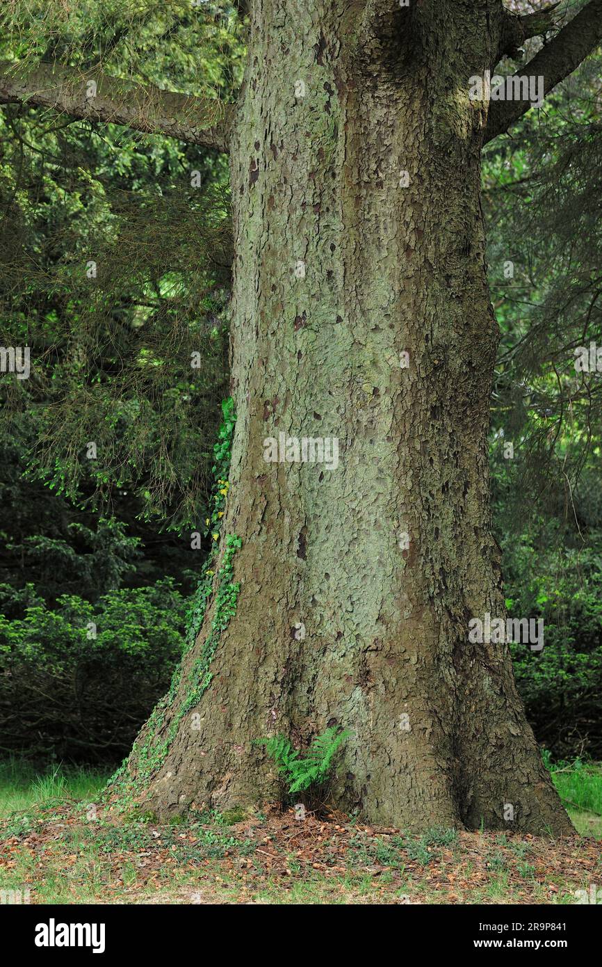 Sitka Spruce (Picea sitchensis) large, veteran tree, not native to the ...