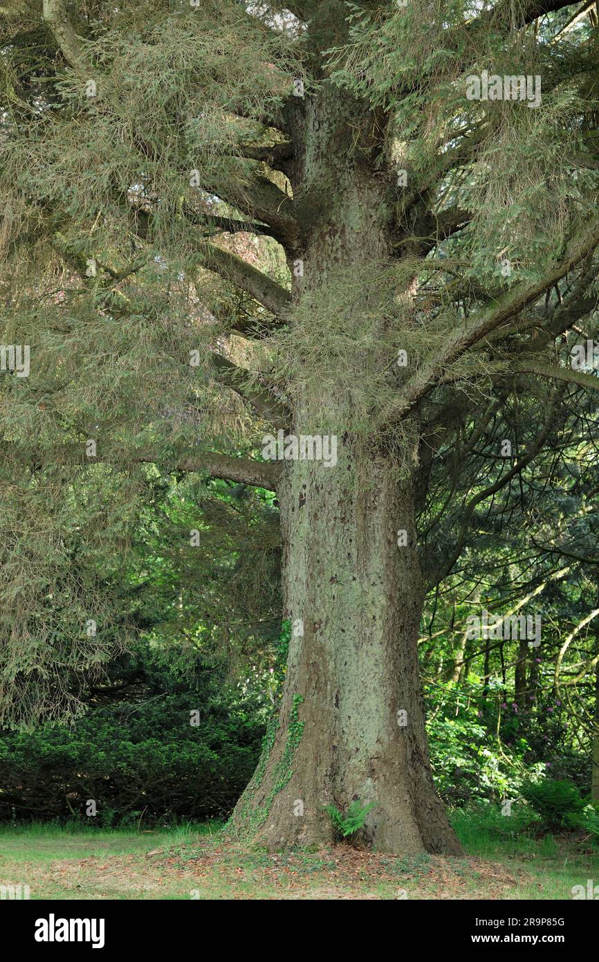 Sitka Spruce (Picea sitchensis) large, veteran tree, not native to the ...