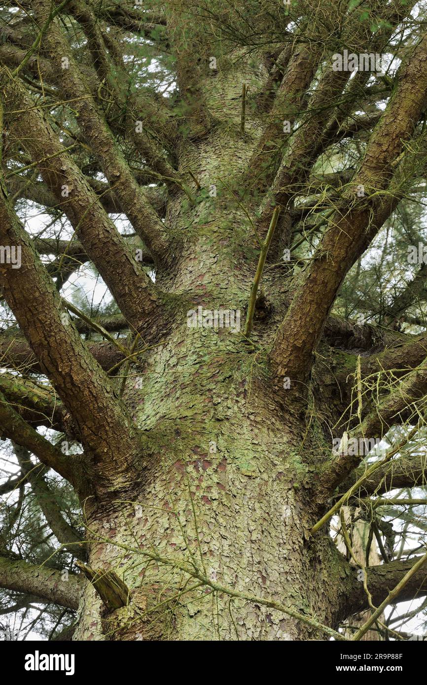 Veteran tree hi-res stock photography and images - Alamy