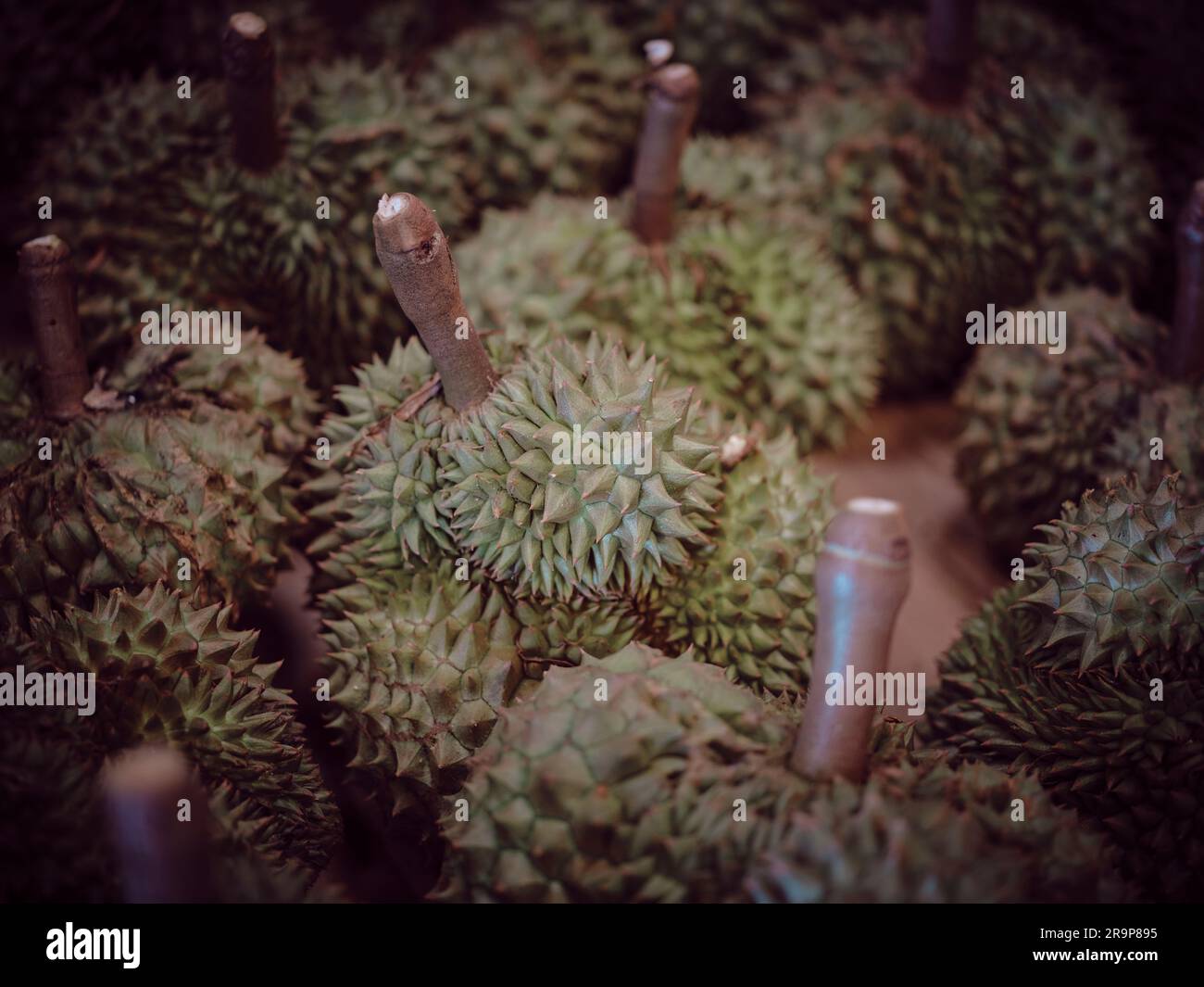 How to peel open durian hi-res stock photography and images - Alamy