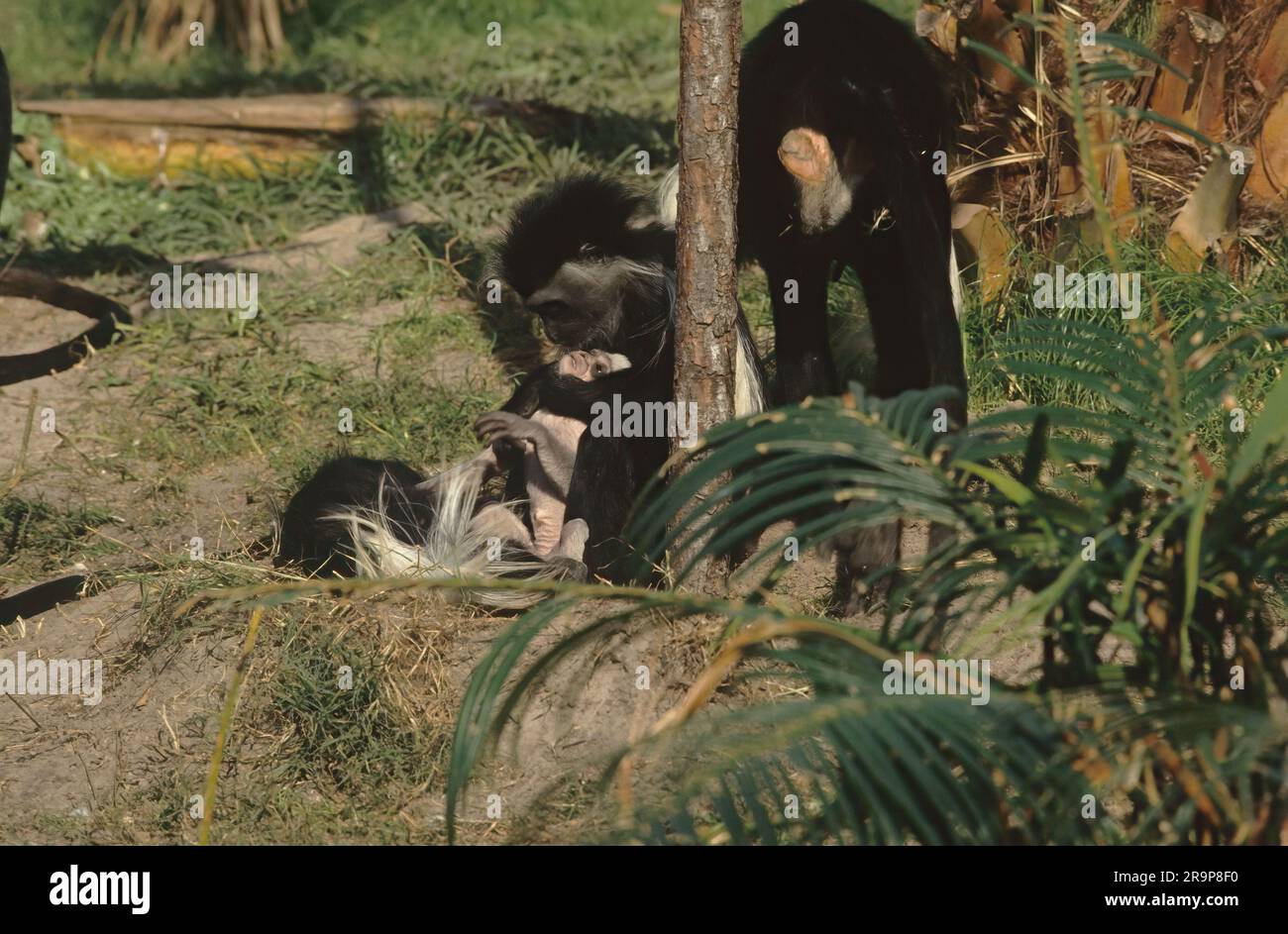 The Angola colobus (Colobus angolensis), Angolan black-and-white ...