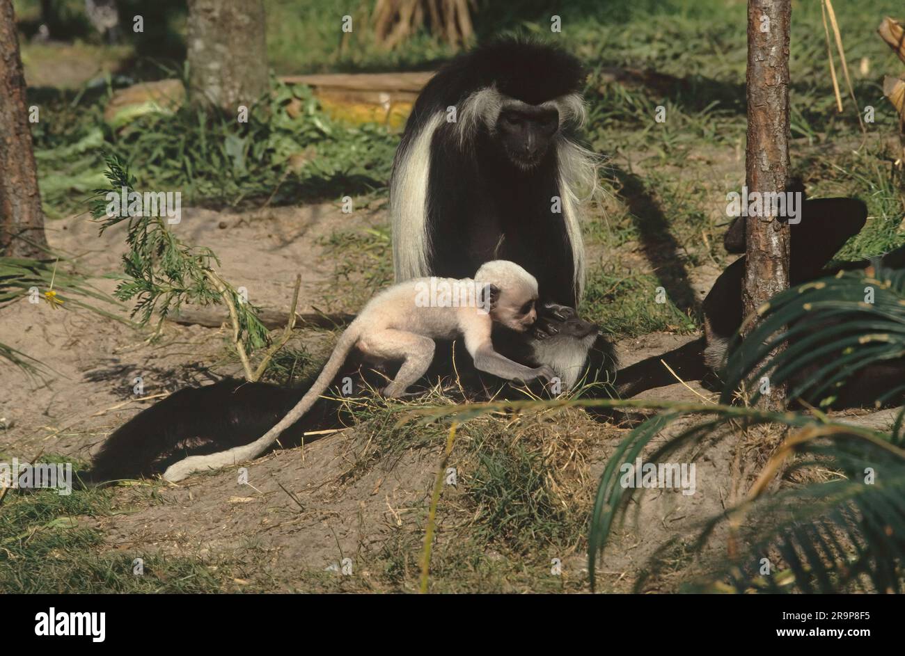 The Angola colobus (Colobus angolensis), Angolan black-and-white ...