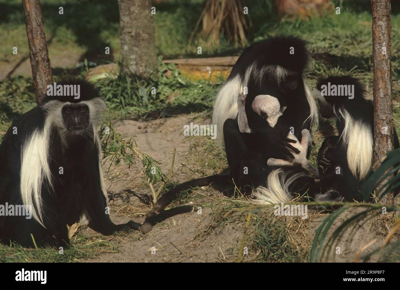 The Angola colobus (Colobus angolensis), Angolan black-and-white ...