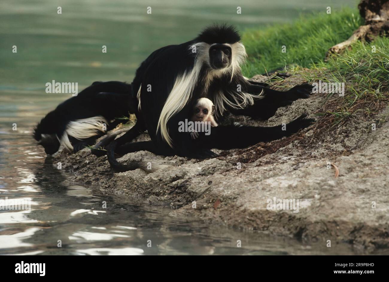 Angolan colobus angolensis sitting hi-res stock photography and images ...