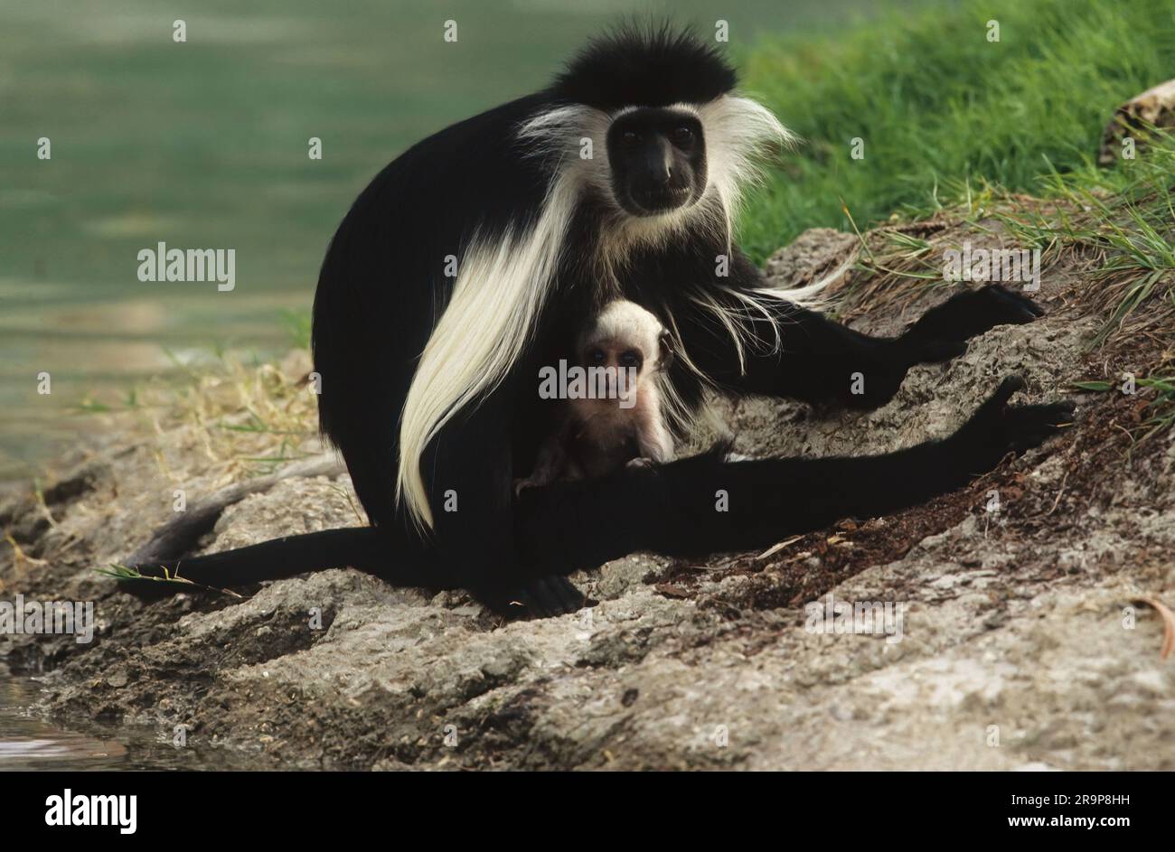 The Angola colobus (Colobus angolensis), Angolan black-and-white ...