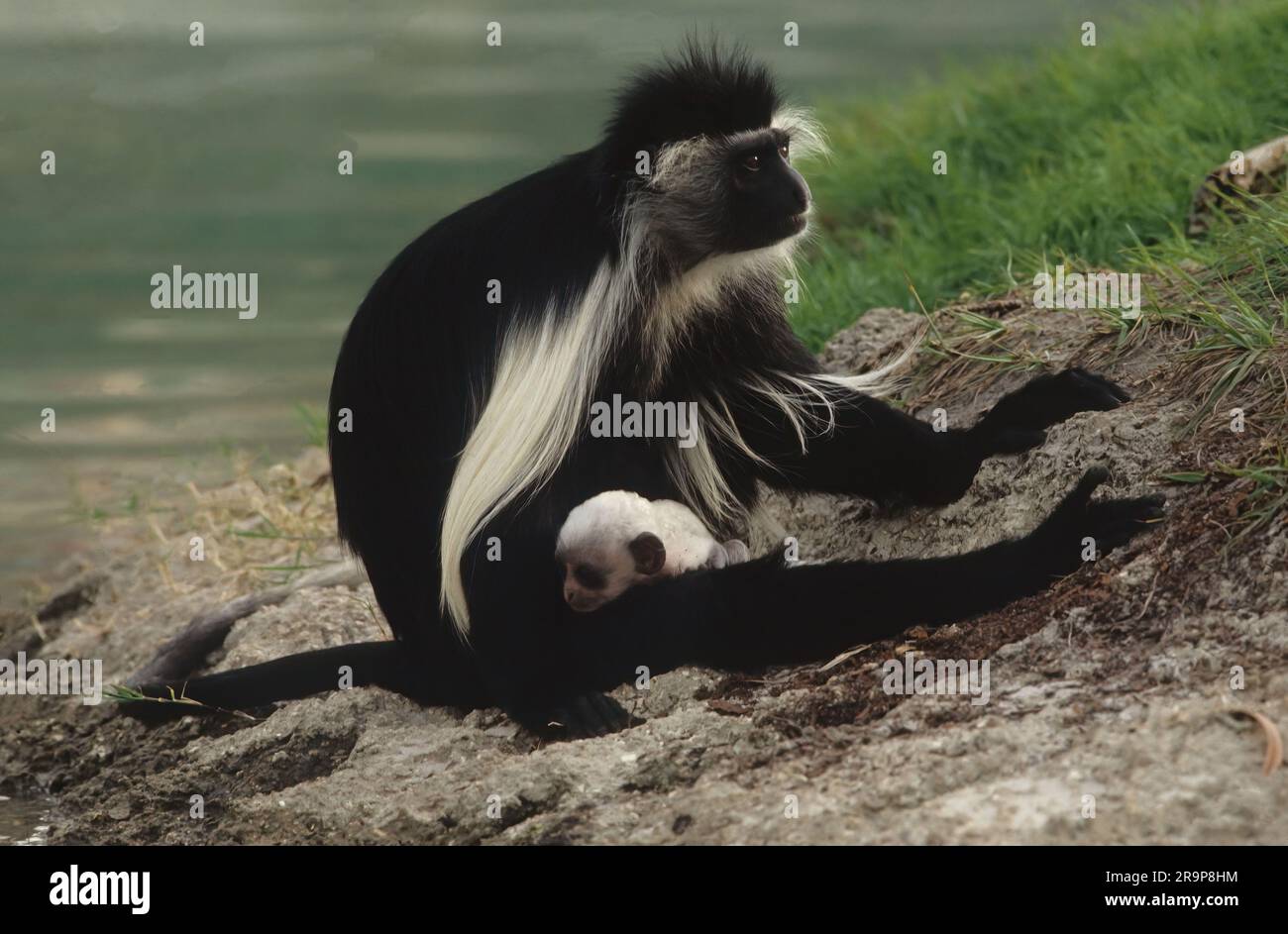 The Angola colobus (Colobus angolensis), Angolan black-and-white ...