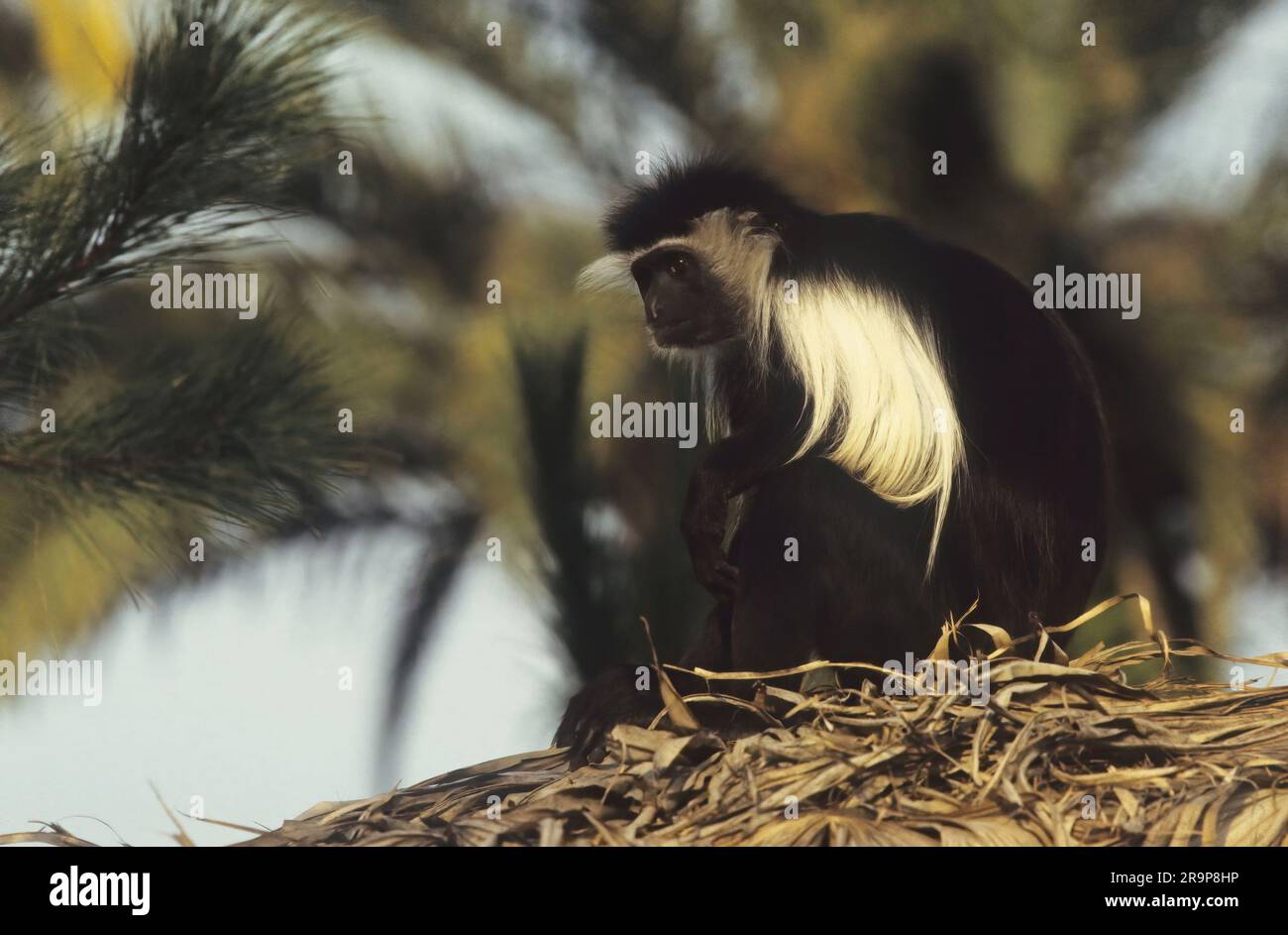 The Angola colobus (Colobus angolensis), Angolan black-and-white ...