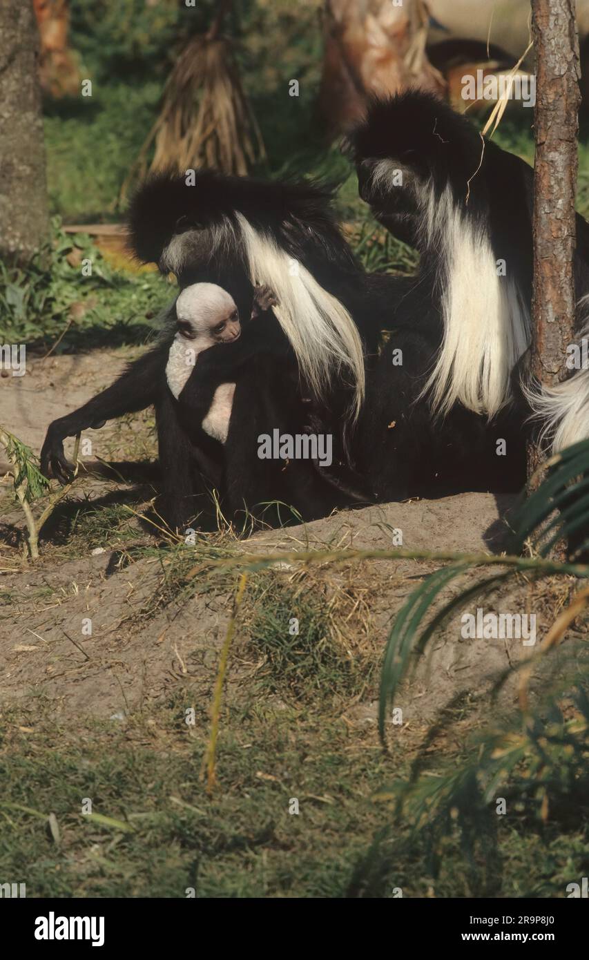 The Angola colobus (Colobus angolensis), Angolan black-and-white ...