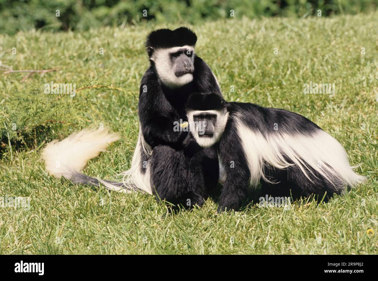 Primate species hi-res stock photography and images - Alamy