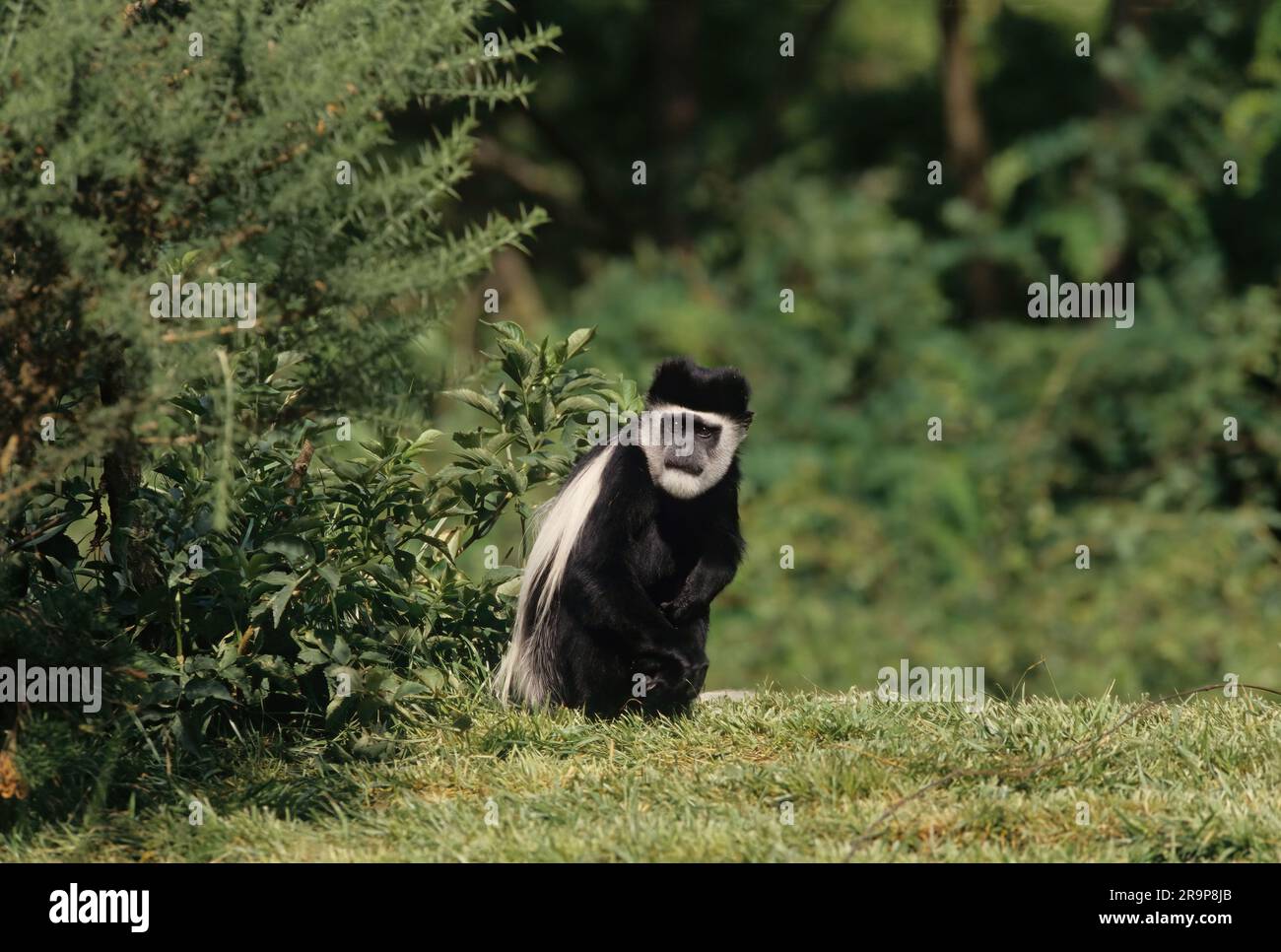 The Angola colobus (Colobus angolensis), Angolan black-and-white ...