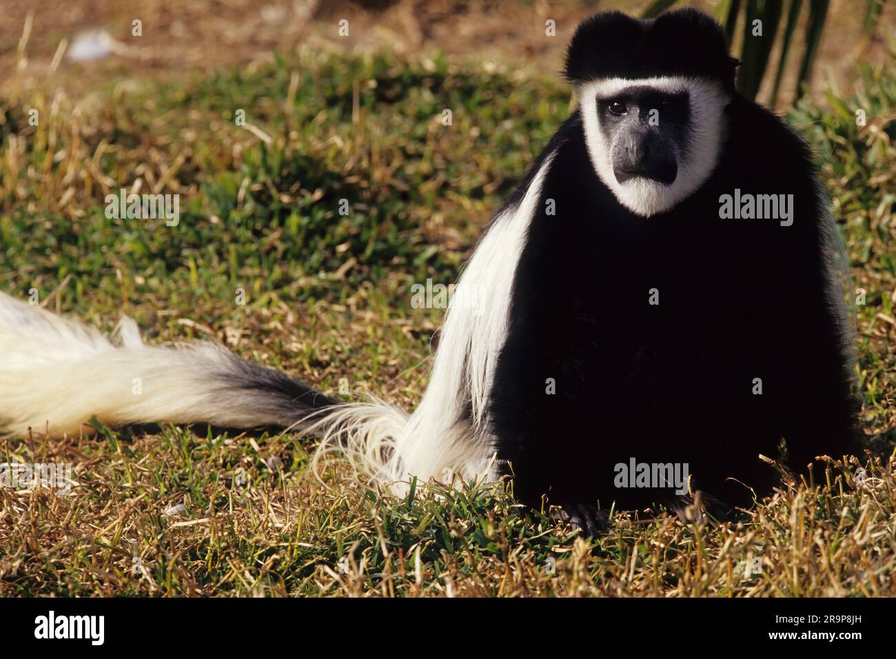 The Angola colobus (Colobus angolensis), Angolan black-and-white ...