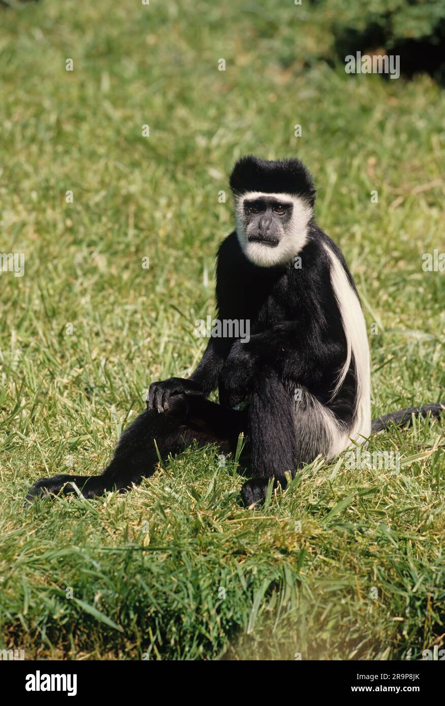 The Angola colobus (Colobus angolensis), Angolan black-and-white ...