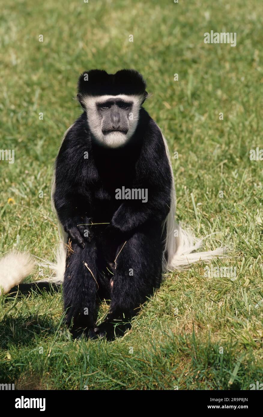 The Angola colobus (Colobus angolensis), Angolan black-and-white ...
