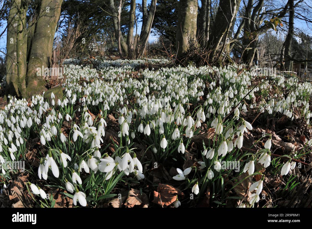 Snowdrops (Galanthus nivalis) mass of flowers on the floor of mixed ...