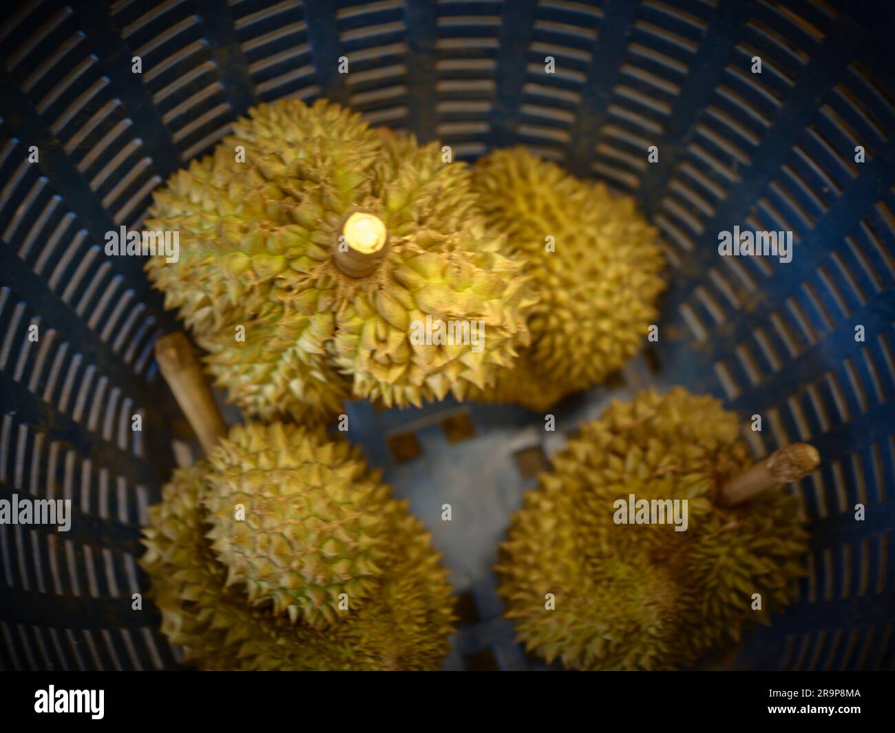 Group of durians in the durian market. thailand Stock Photo - Alamy