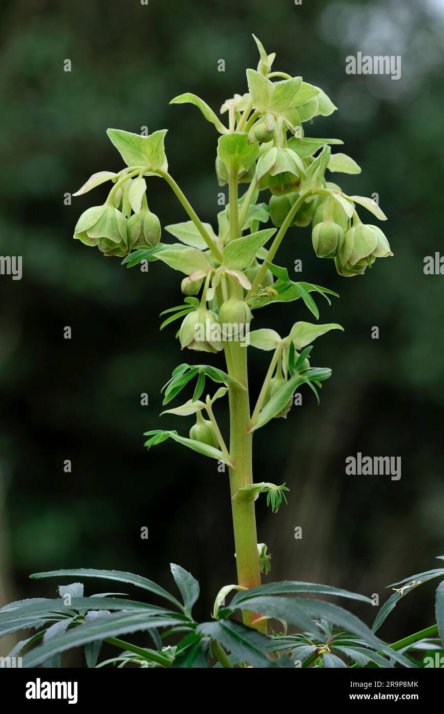 Stinking Hellebore (Helleborus foetidus) flowerhead of single plant ... Stinking Hellebore (Helleborus foetidus) flowerhead of single plant ...