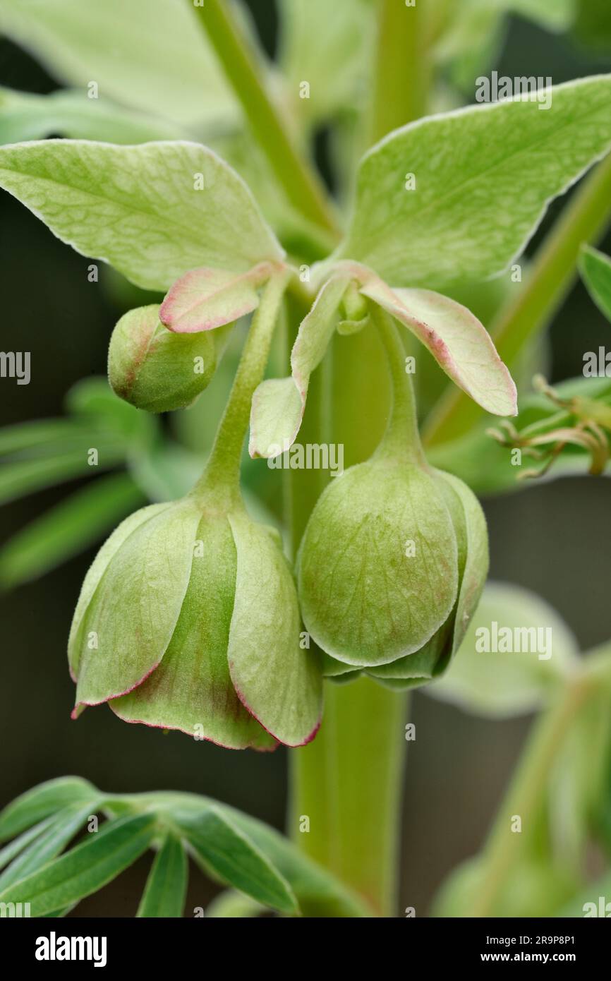 Stinking Hellebore (Helleborus foetidus) flowerhead of single plant ... Stinking Hellebore (Helleborus foetidus) flowerhead of single plant ...