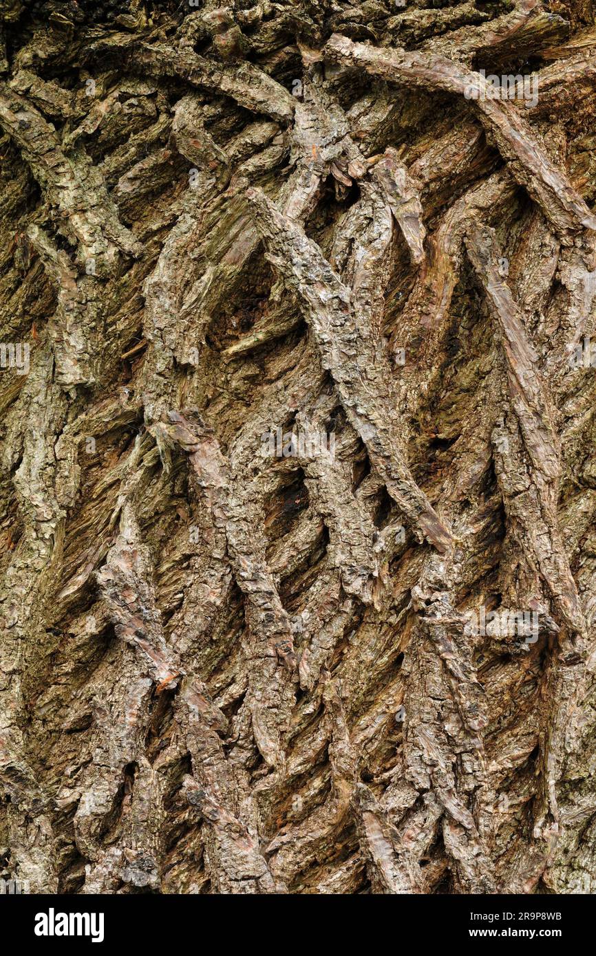Sweet Chestnut (Castanea sativa) pattern of bark on trunk of mature ...