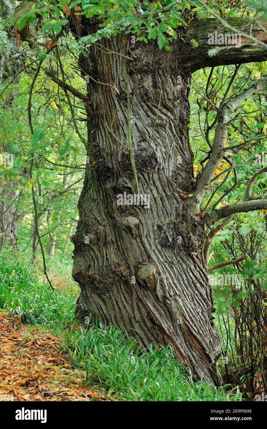 Spiral fissures hi-res stock photography and images - Alamy