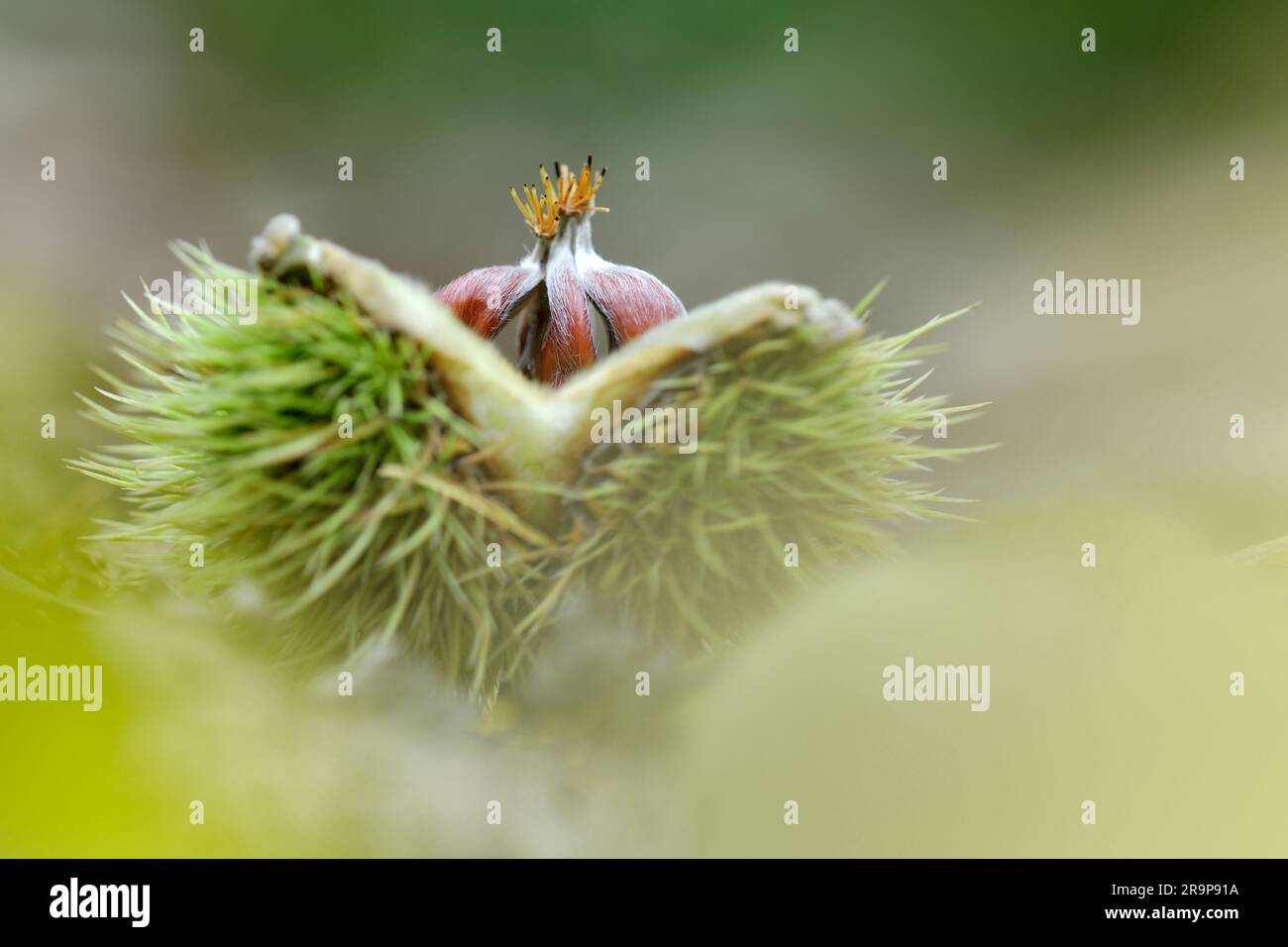 Sweet Chestnut (Castanea sativa) close-up of fallen fruits / nuts ...