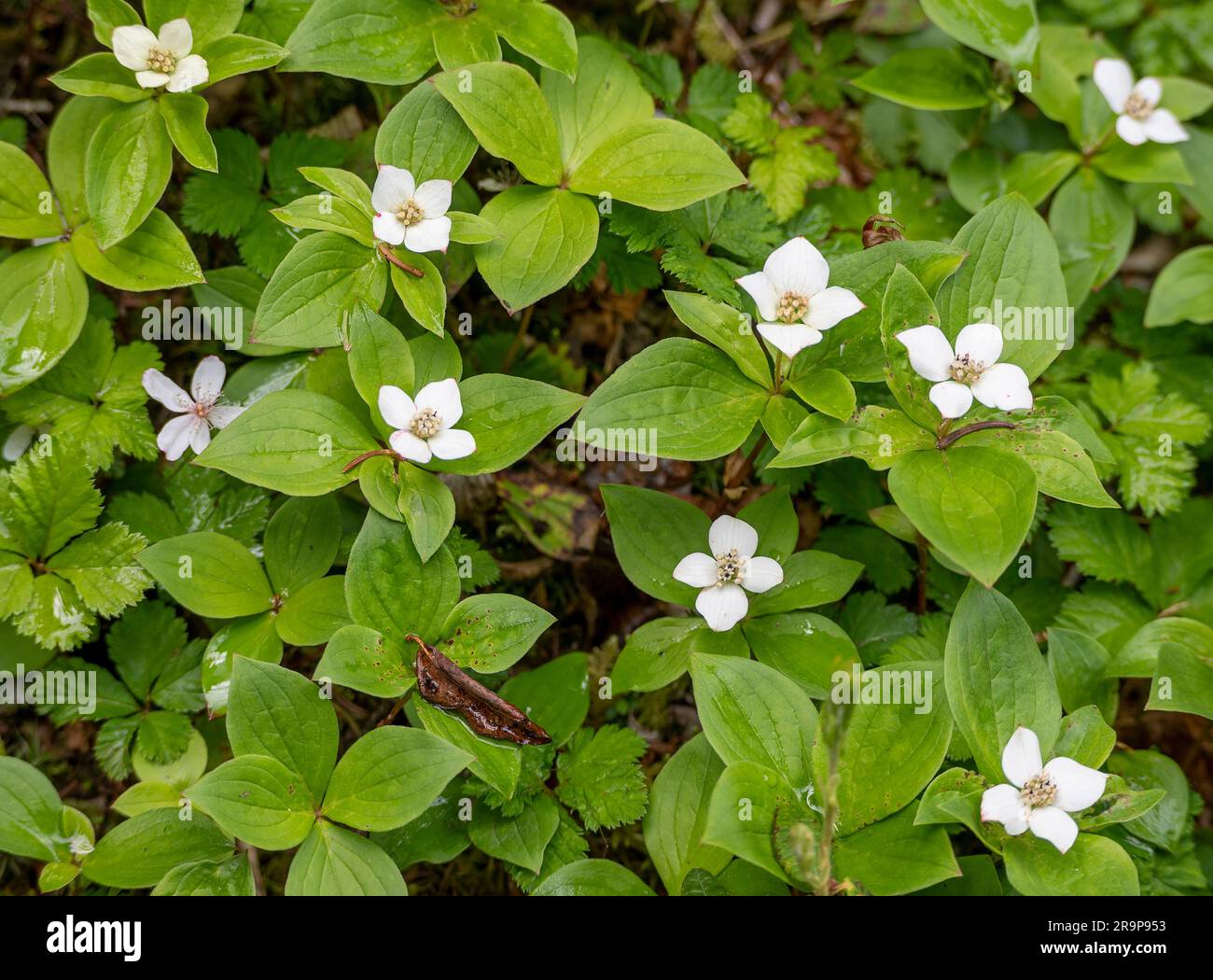 Flowering bunchberry (Cornus canadensis) also known as creeping dogwood ...