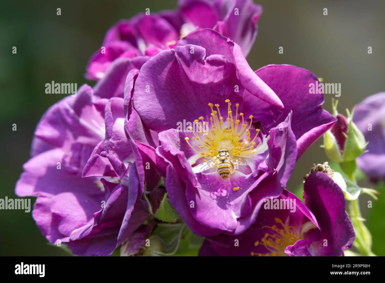 Purple flowers of rose Rosa Rhapsody in Blue in UK garden June Stock ...