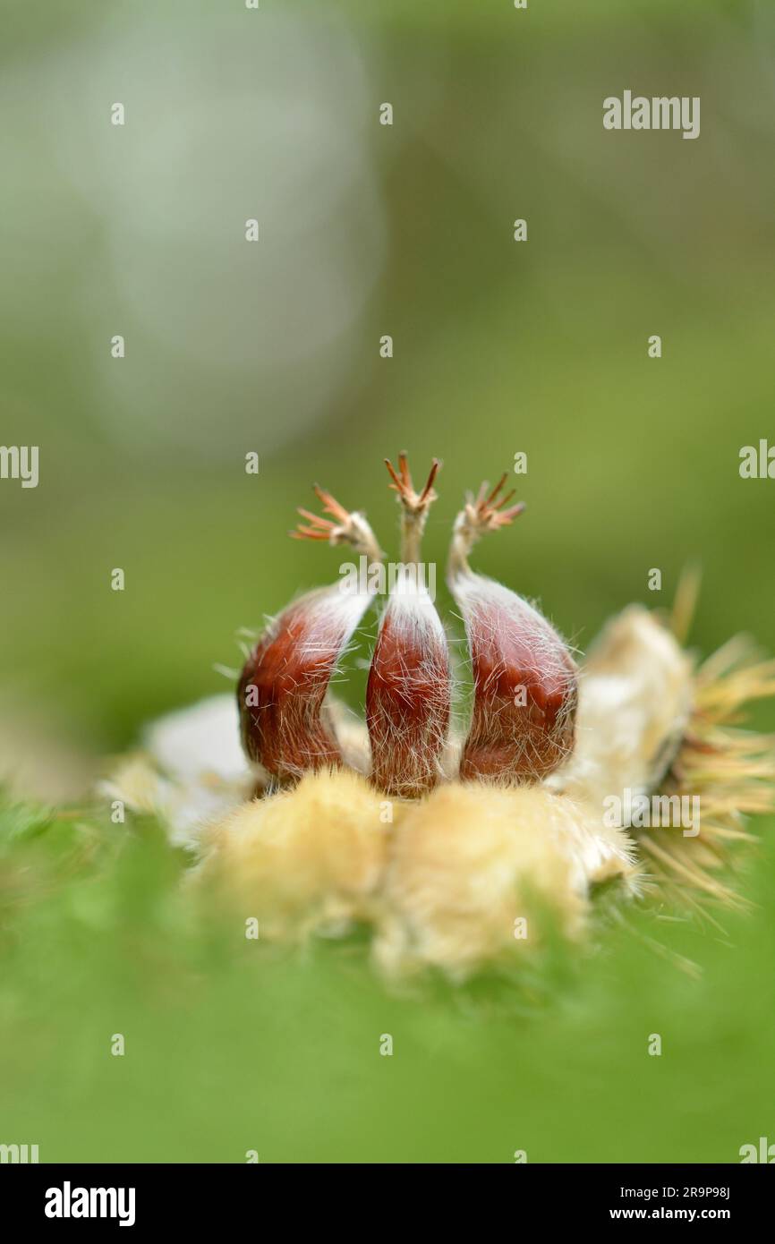Sweet Chestnut (Castanea sativa) close-up of fallen fruits / nuts ...