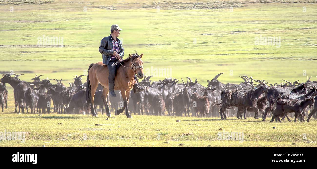 Herding in Mongolia Stock Photo - Alamy