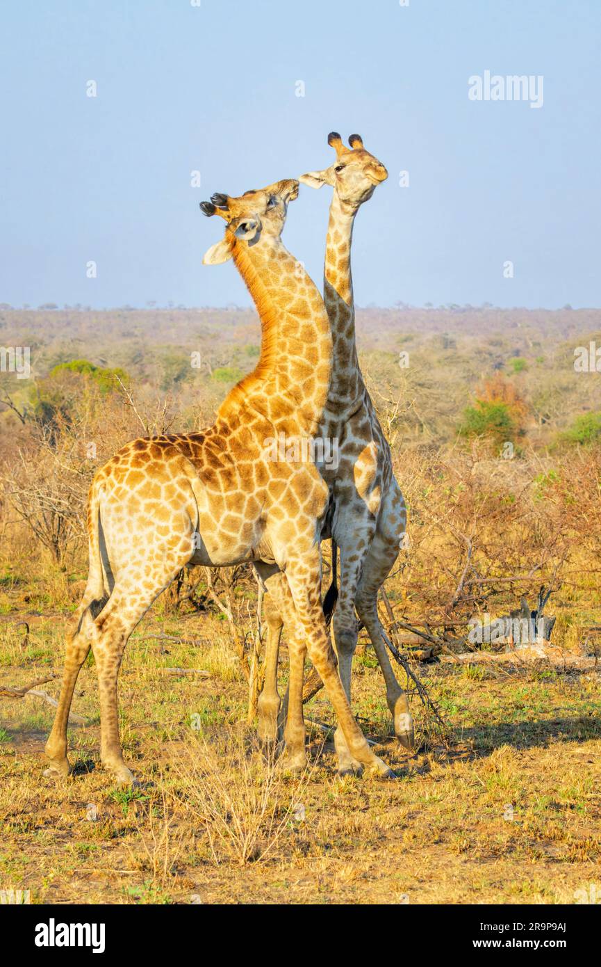 Giraffe (Giraffa camelopardalis) bulls fighting for dominance, Kruger ...