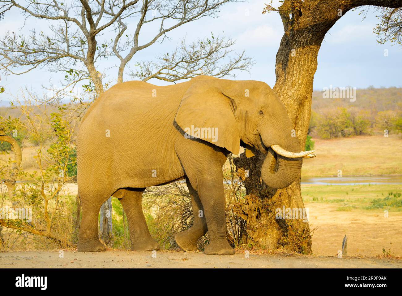 African Elephant (Loxodonta africana) bull foraging at base of tree ...