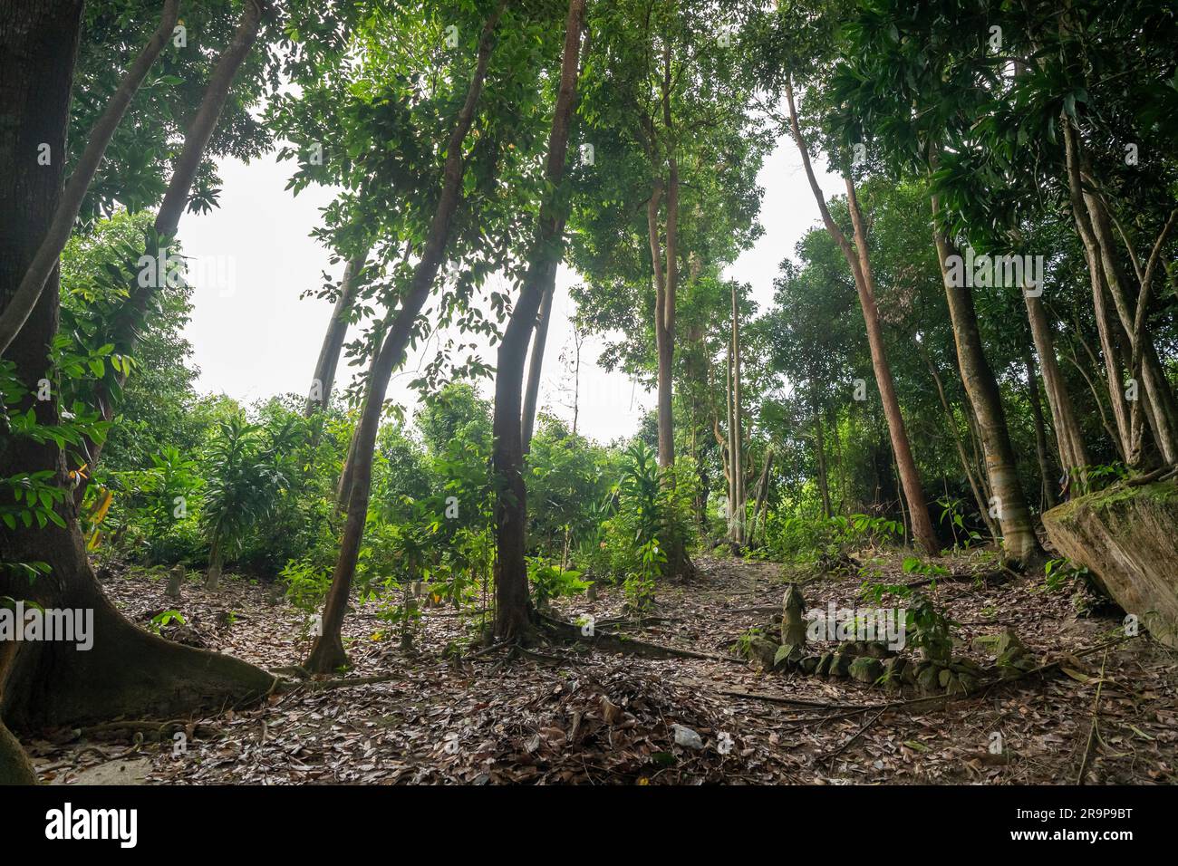 Deep tropical jungles of Southeast Asia. Asian tropical rainforest ...
