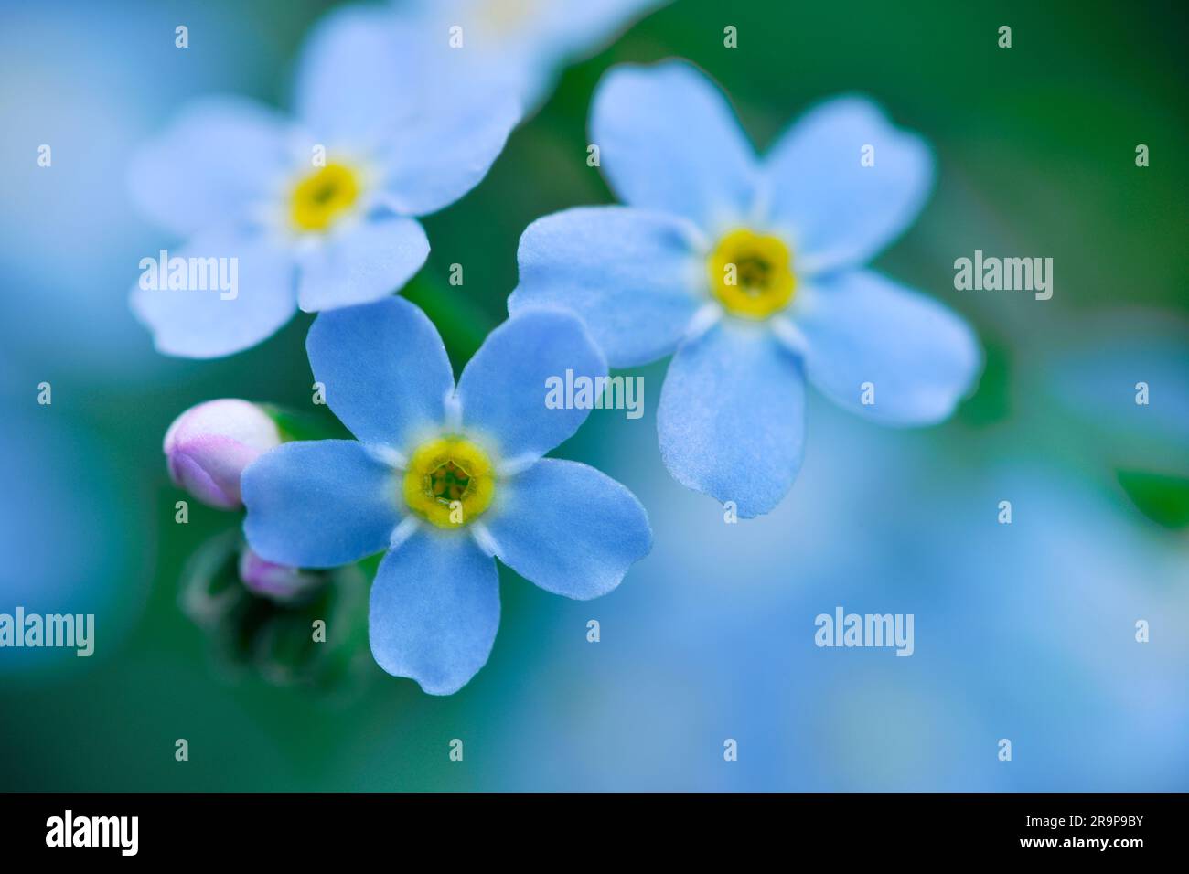 Water forget-me-not (Myosotis scorpioides) close-up of flowers of plant ...