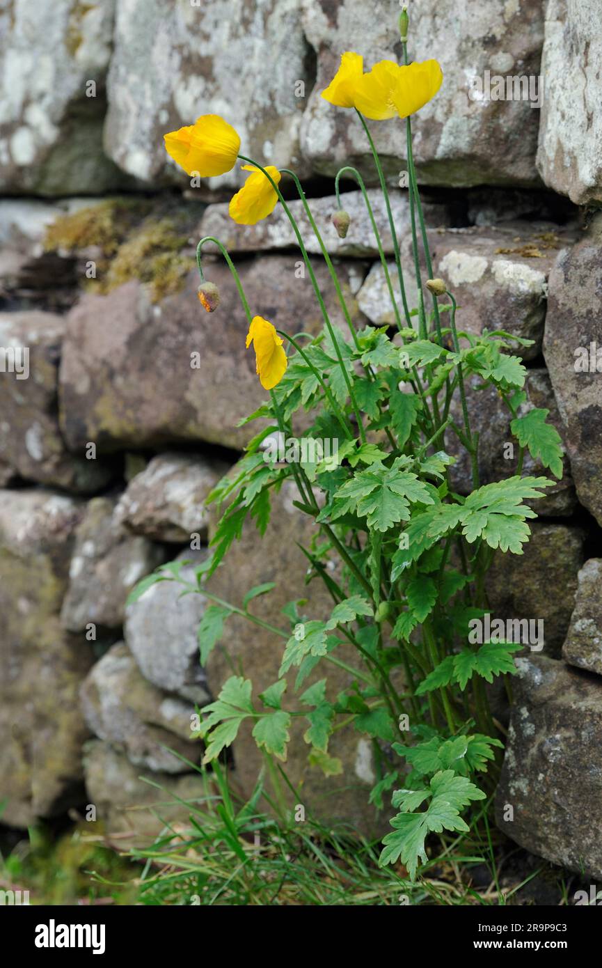 Welsh Poppy (Meconopsis cambrica) growing at the base of a stone wall ...
