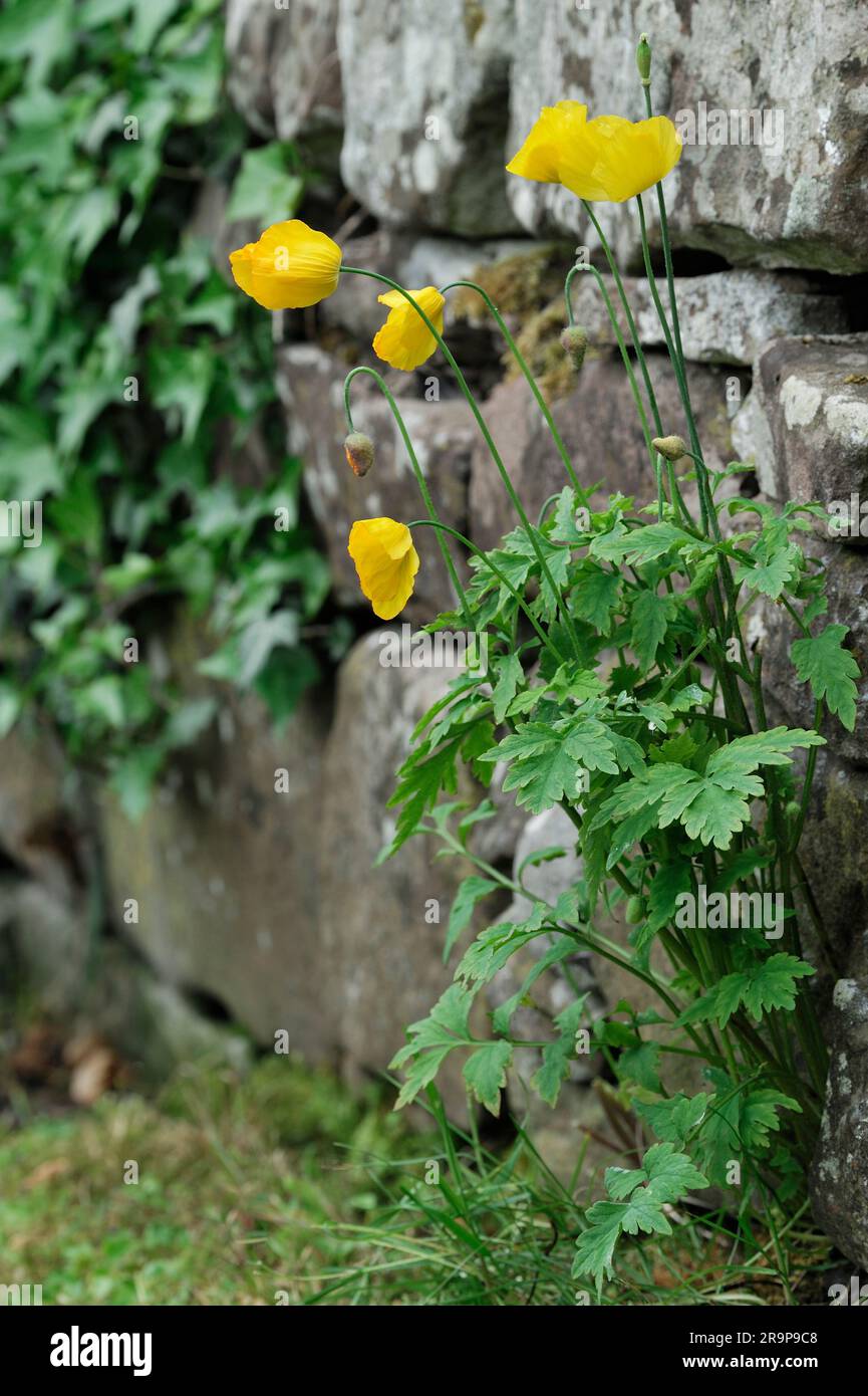 Welsh Poppy (Meconopsis cambrica) growing at the base of a stone wall ...